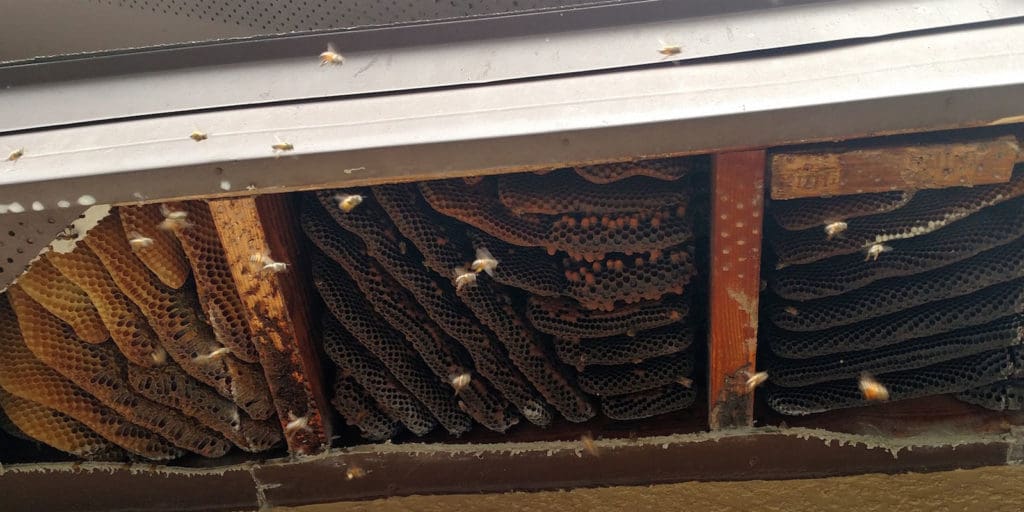 Bees in Homes, Florida | BeeMan Stan Bee Removal