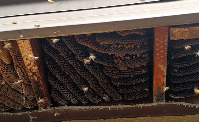 Bee Hive Removal, Florida | BeeMan Stan Bee Removal