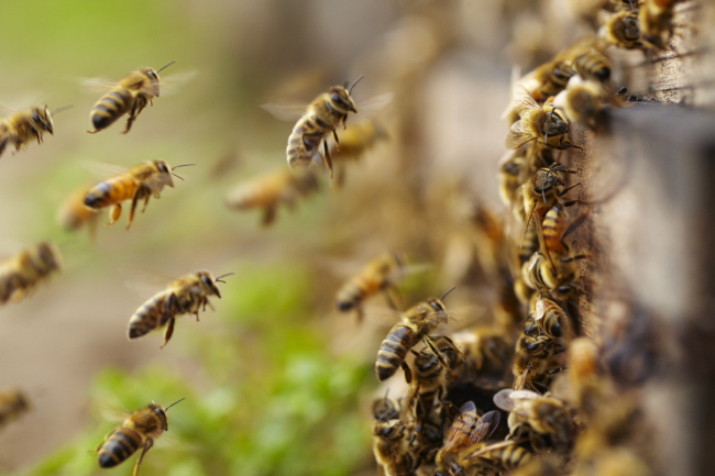 Solve Your Bee Problem Once and For All | BeeMan Stan