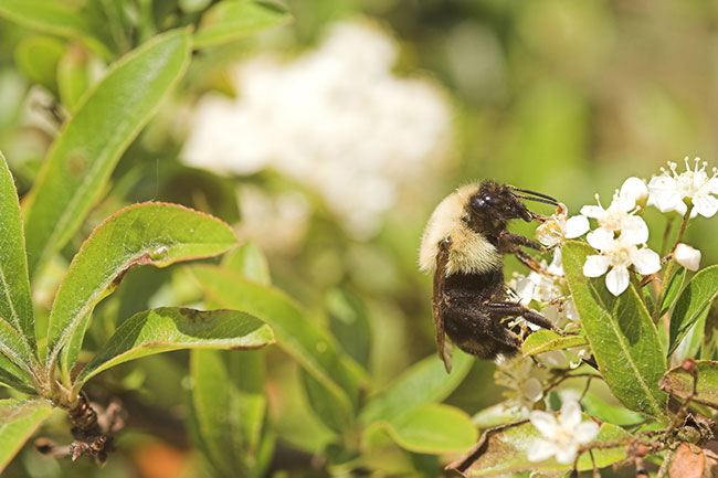 Reasons to Trust Professionals for Pest Services | BeeMan Stan Bee Removal