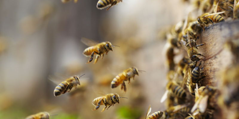Protecting Pollinators: How to Ensure a Successful Bee Relocation ...