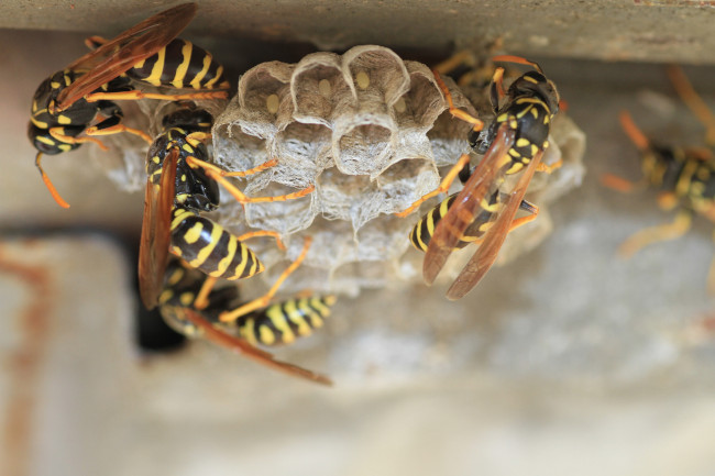 Follow These Safety Tips When You Need Wasp Removal | BeeMan Stan Bee ...